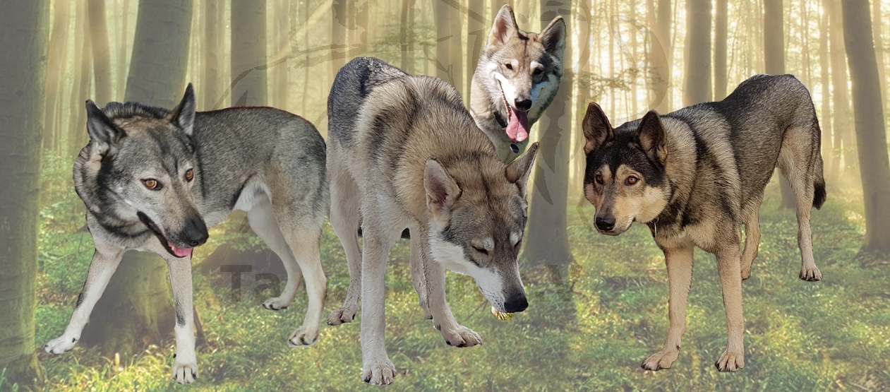 Schwarzer Wolfshund Mix